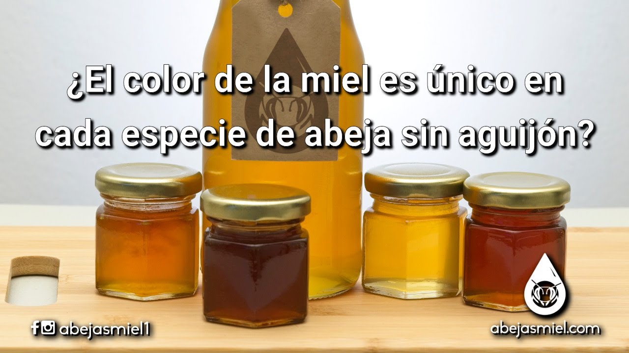 ¿El color de la miel es único en cada especie de abeja sin aguijón ...