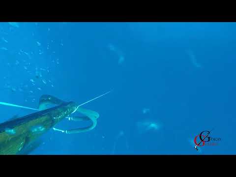 ŞEYTAN (MOTTLED GROUPER) 6.5 KG...1080p HD İZLEYİNİZ