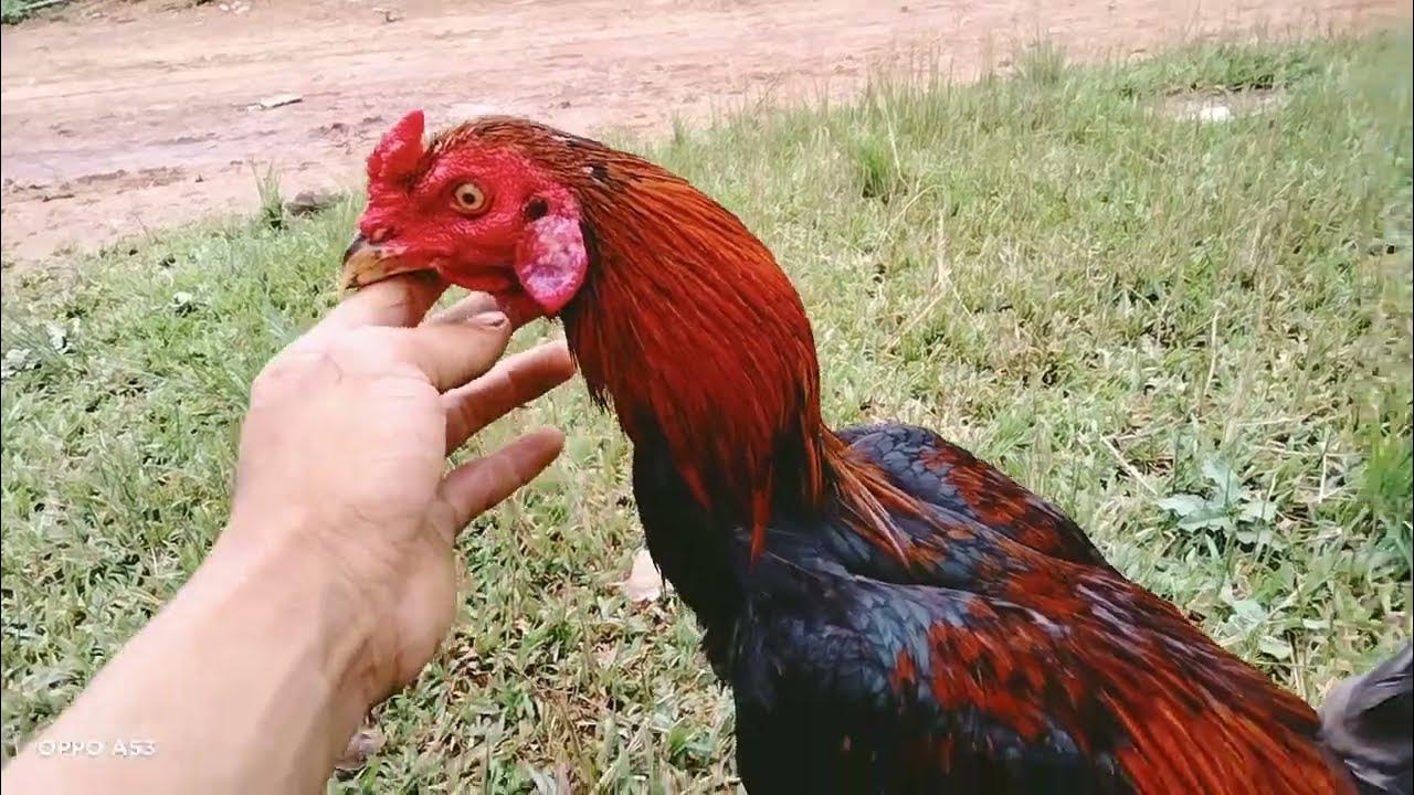 20 6 2023 saib qaib zoo nraug nawb - YouTube