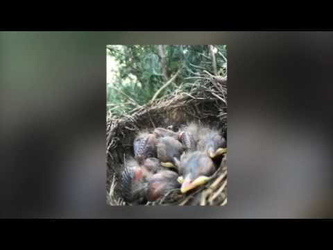 Naissance de bébés grives - YouTube