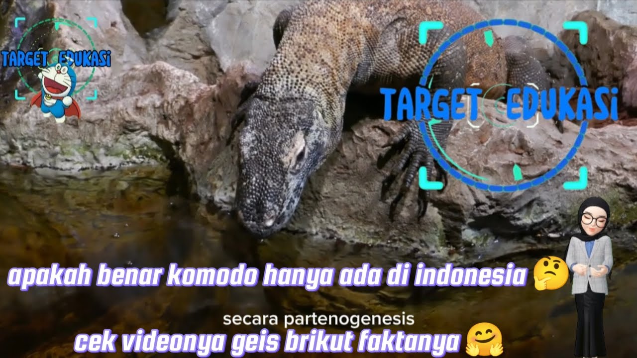 mengenal komodo dan fakta-fakta menarik dari komodo - YouTube