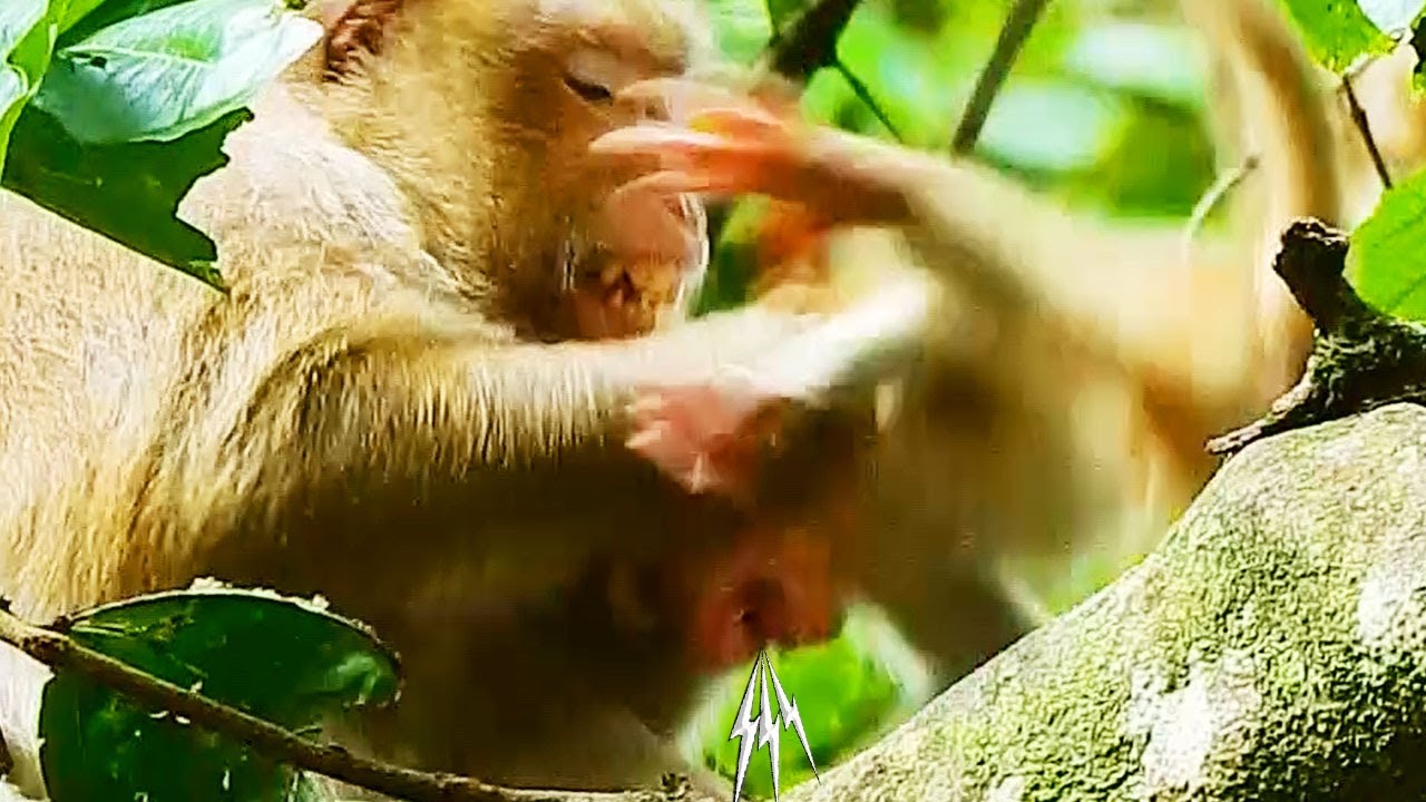 HORRIBLE HURT BITING BY BRIANA MONKEY COS OF MILK BITTEN SO SERIOUSLY ...