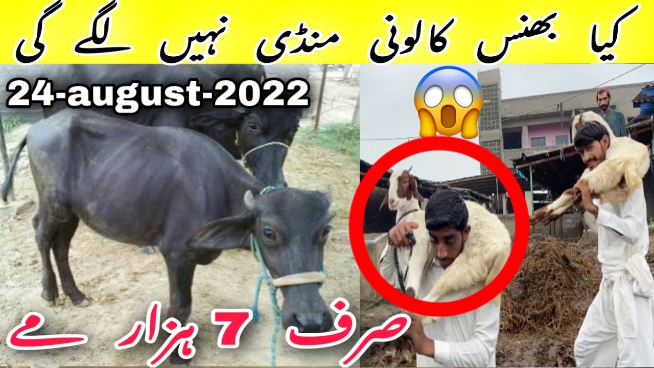 Barish Me Bhains Colony Mandi ki Halat 24-August-2022 | Bhains colony ...
