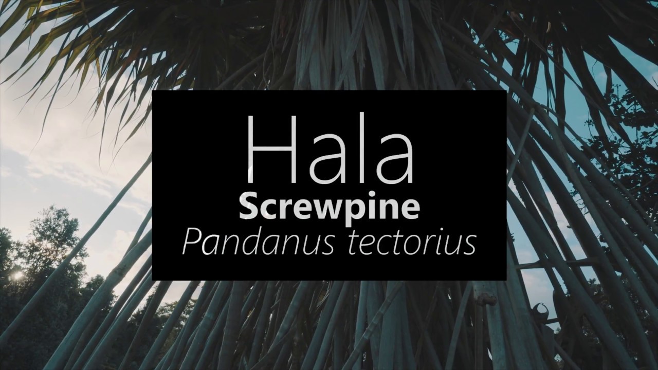 Hala (screwpine) Pandanus tectorius - YouTube