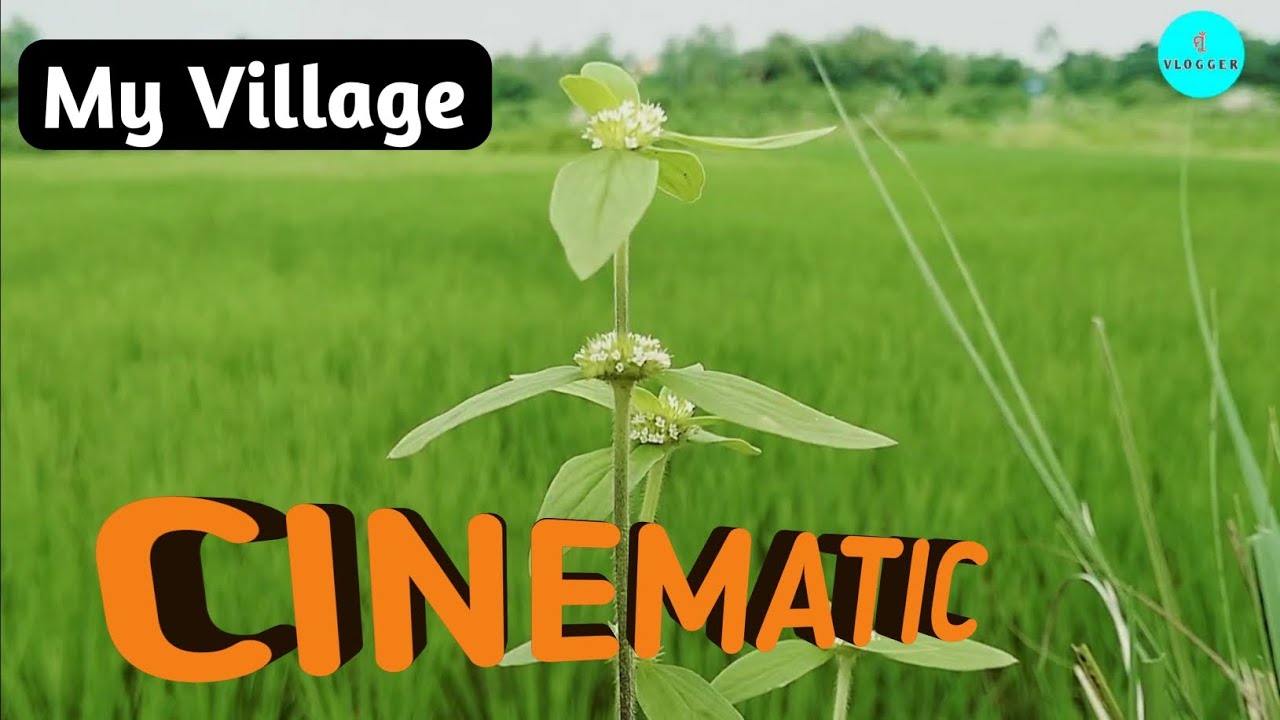 Cinematic with my Village|Village Cinematic video|Village Vlog Video|4k ...