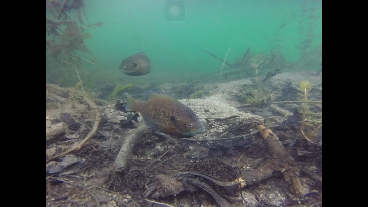 Fishing for BlueGill (under water view) : Gopro Hero - YouTube