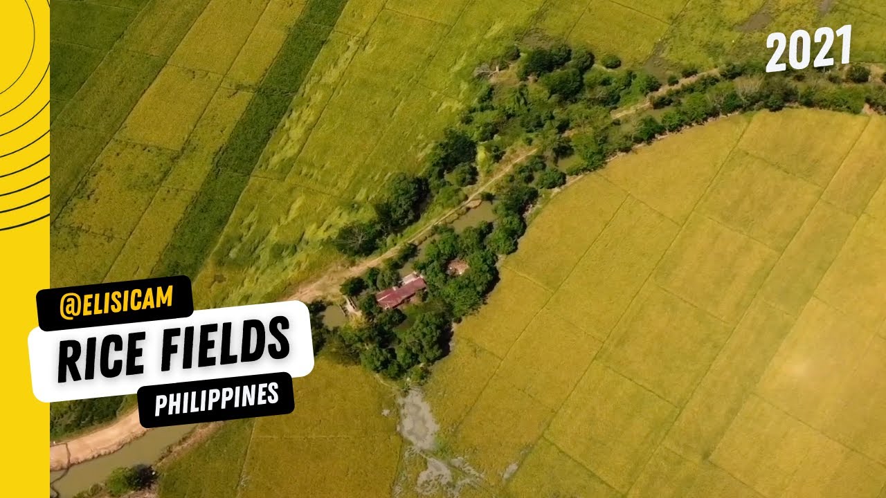 Relaxing Rice Fields Drone Shots: Cinematic Drone Footage of Nueva ...