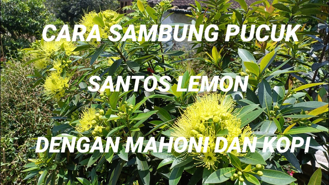 CARA SAMBUNG PUCUK SANTOS LEMON DENGAN MAHONI - YouTube
