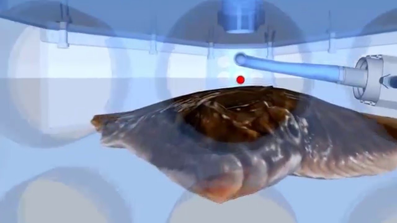 3D animation of a flatfish respirometer - YouTube