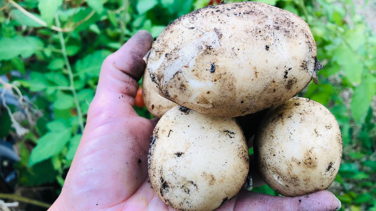 Goodbye For Another Season! The Potatoes Are Officially Done!! - YouTube