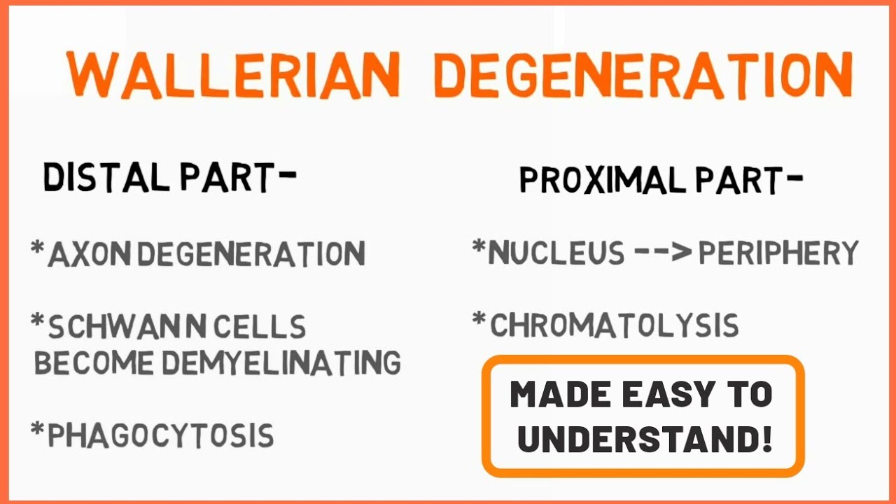 Wallerian Degeneration | Peripheral Neuropathy | Seddon's ...
