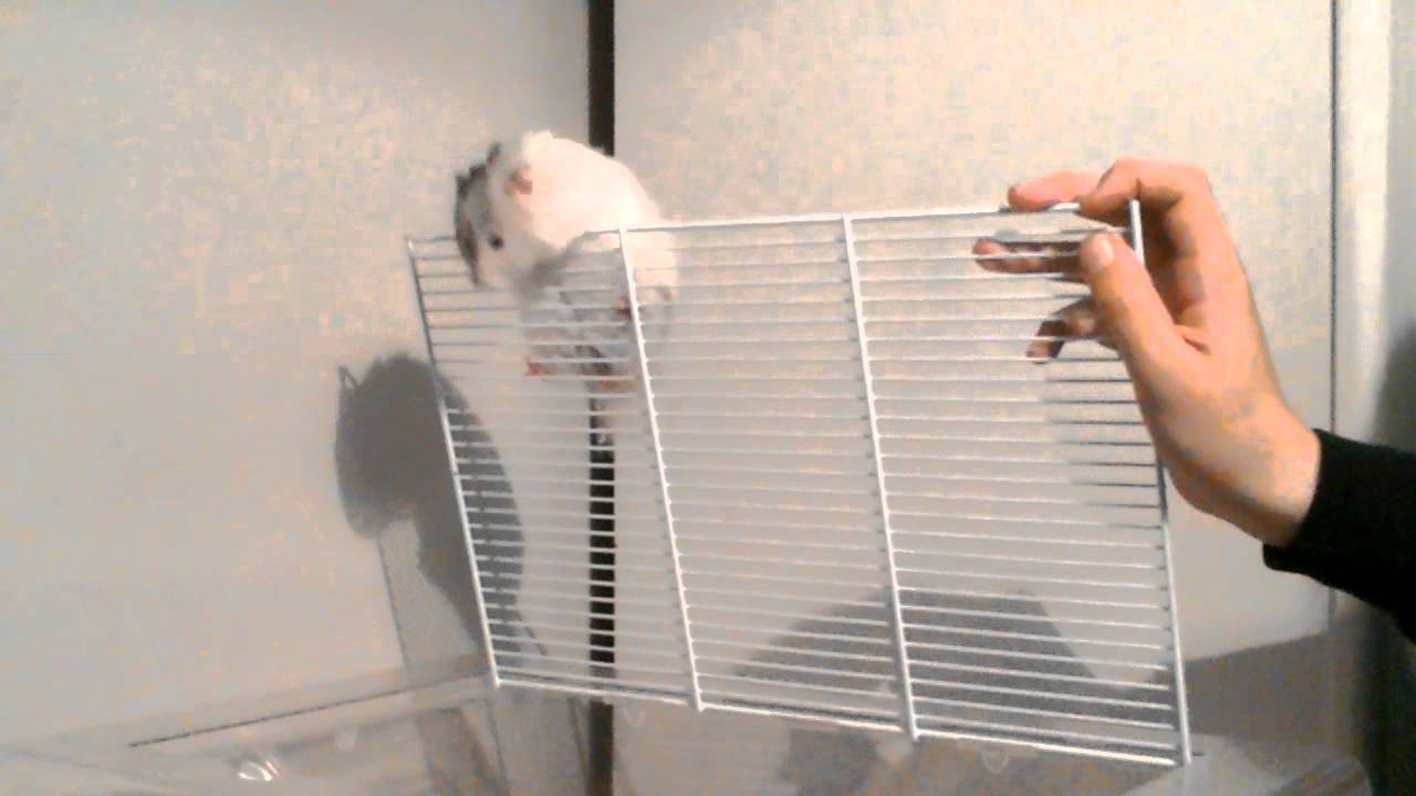 Spider hamster part 1 - YouTube