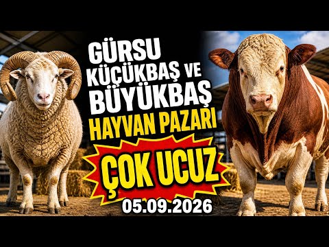 Kuzu ya rabet çok pazarda kıran kırana pazarlıklar 05.09.2026