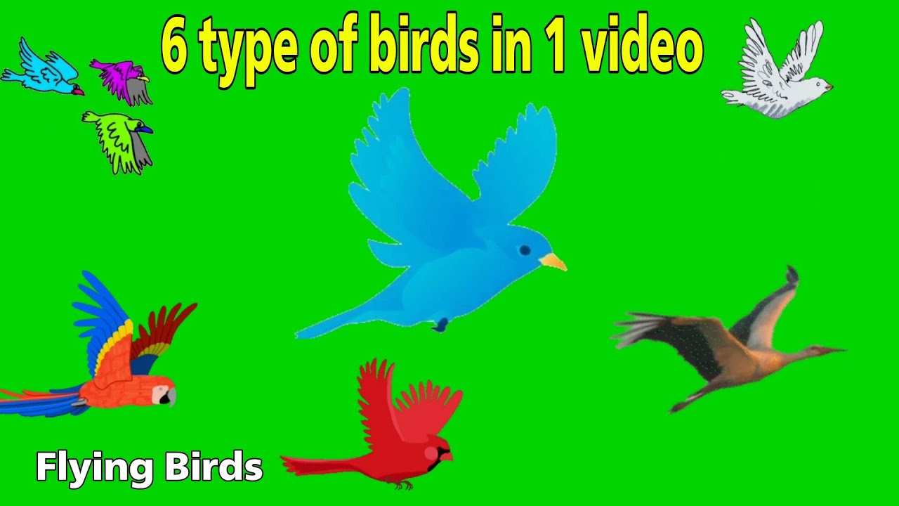 No Copyright Flying Birds Video🐥/Green Screen Cartoon Birds/Free To Use ...