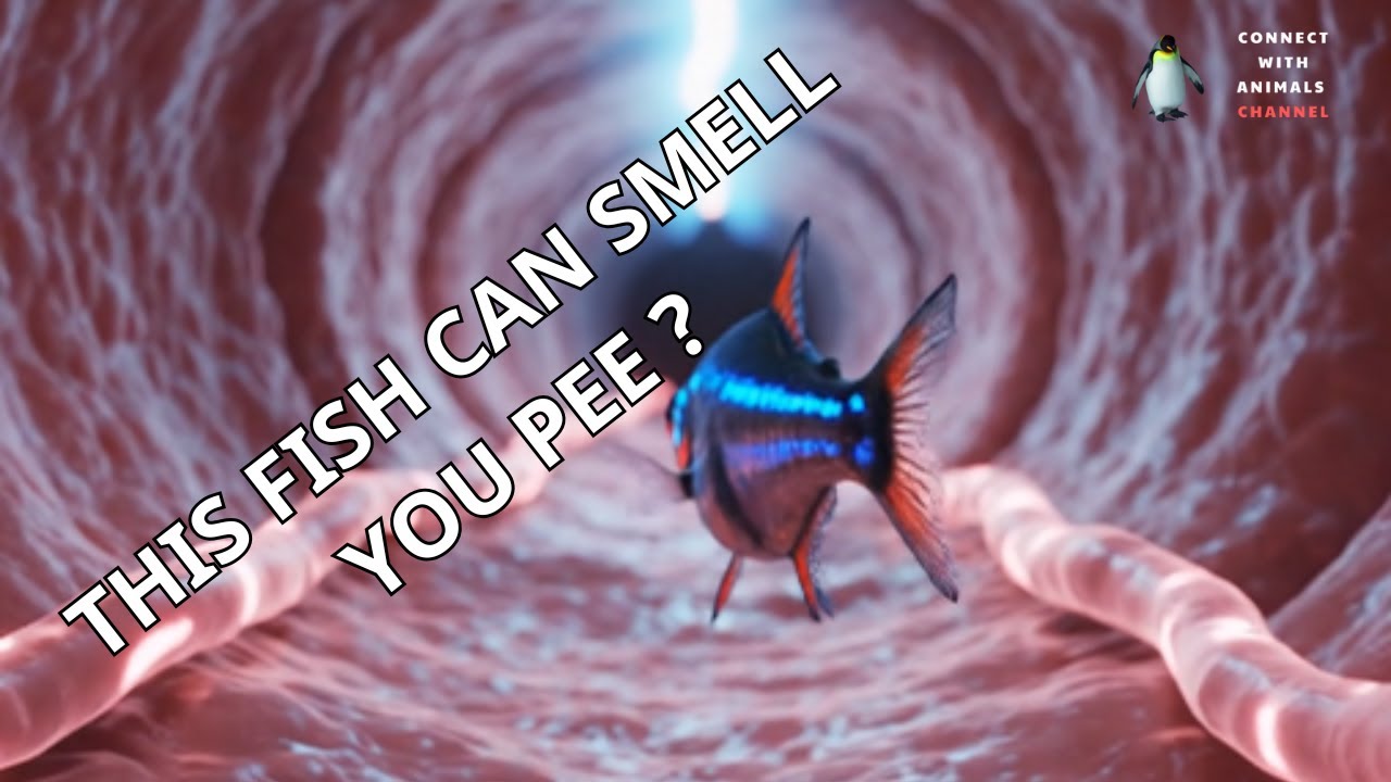 Candiru Fish: The Tiny Vampire of the Amazon River - YouTube