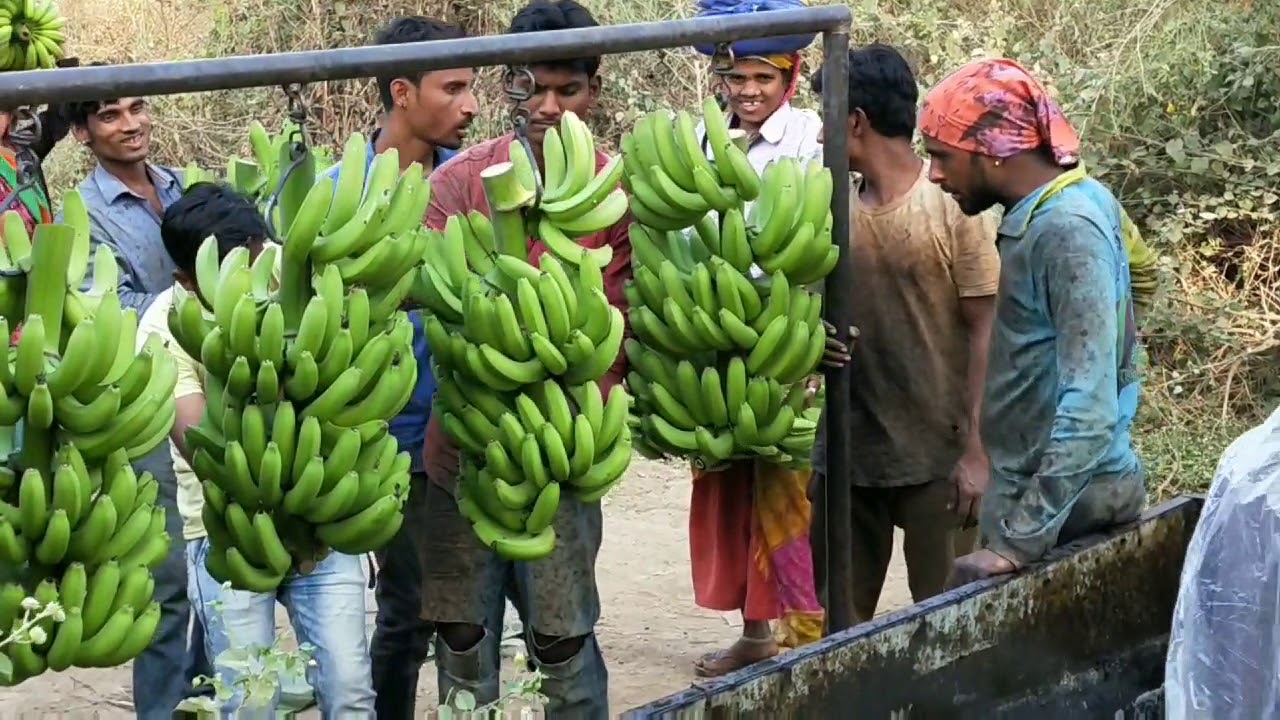 Banana Cutting and Packaging | Complete Process - YouTube