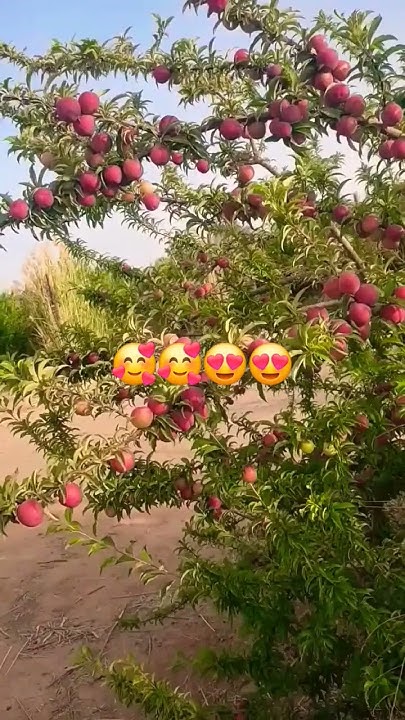 شجرة خوخ Youtube