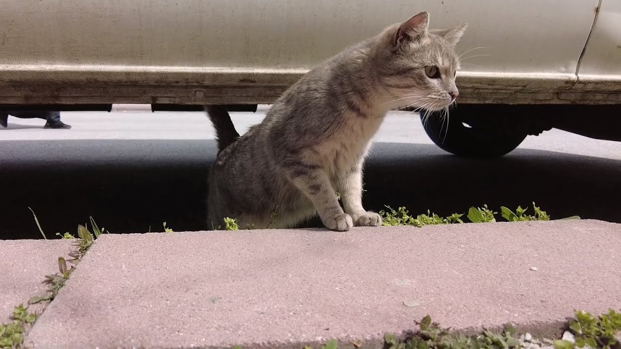 New Mom Gray Cat Is Meowing For Food Near Road - YouTube