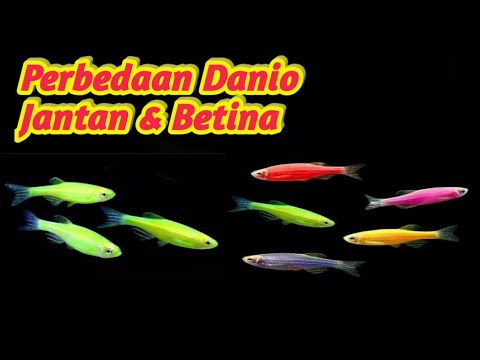 perbedaan ikan zebra danio jantan dan betina - YouTube