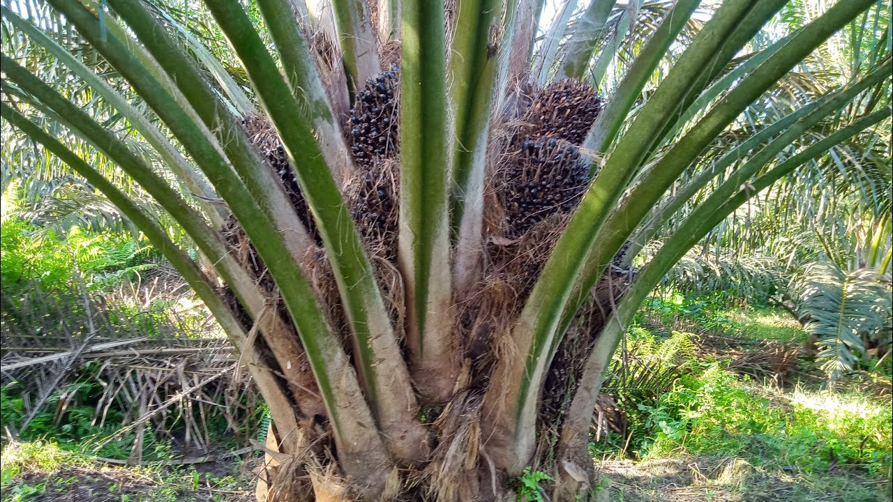 Wajib Tahu! Gambar Bunga Sawit Jantan Dan Betina Terbaik - Informasi ...
