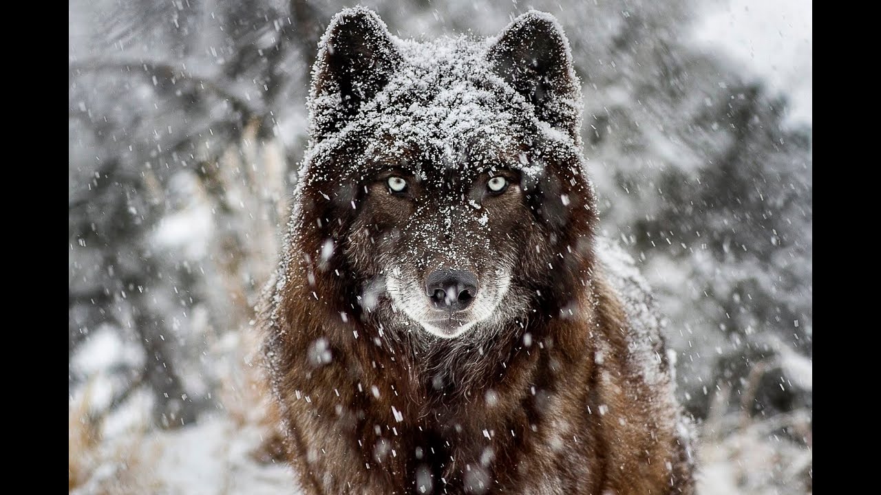 John Barry - Dances with Wolves Themes Montage - YouTube