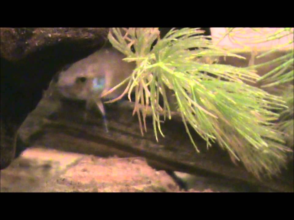 Betta simplex - YouTube
