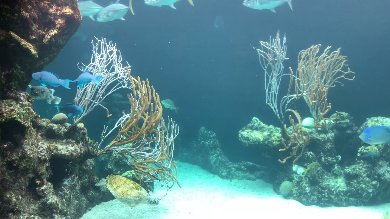 BERMUDA AQUARIUM HUGE FISH TANK - YouTube