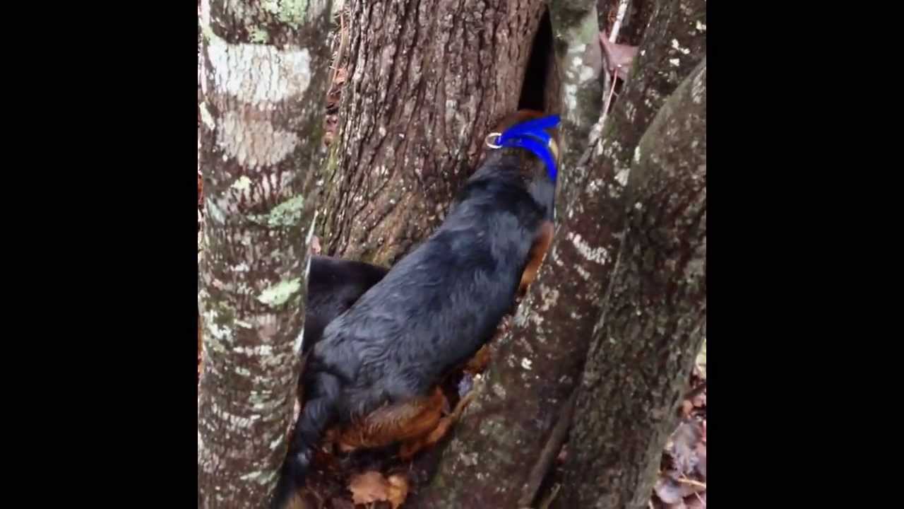 Benson's Kennel - Swamp Rabbit in Tree Hole - YouTube