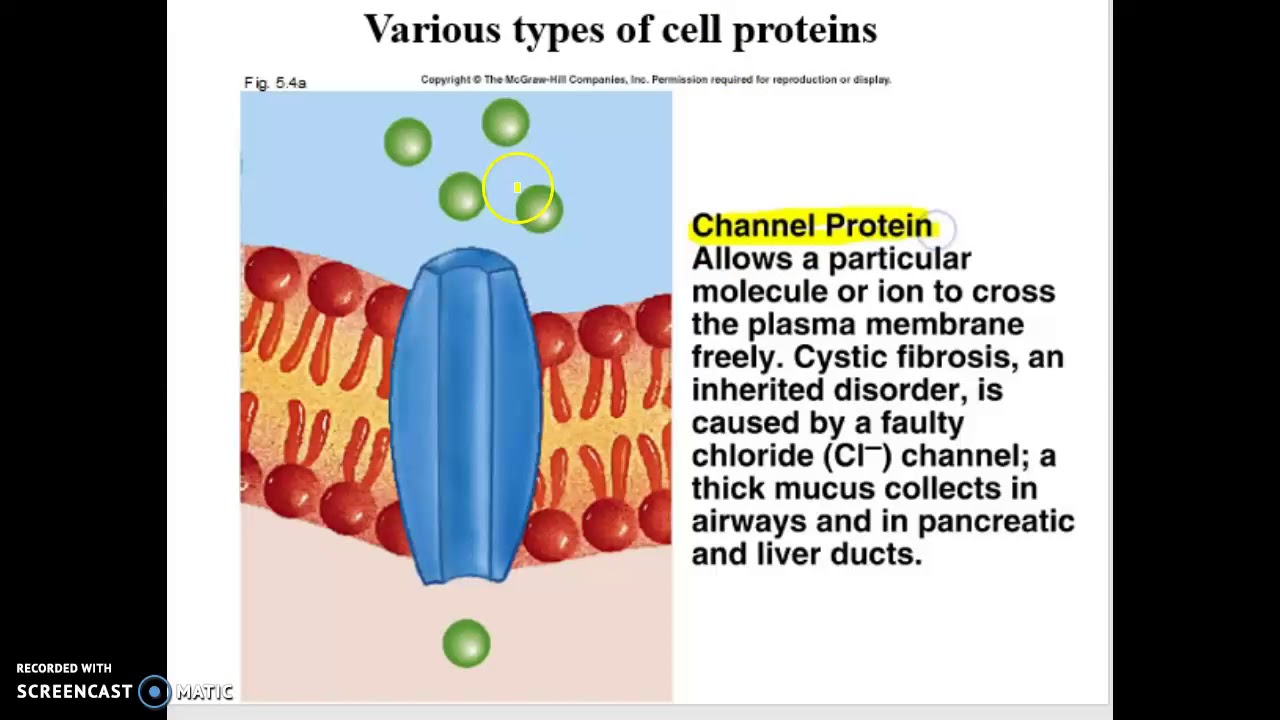 Membrane Structure and Function Part 1 Bio 101 - YouTube