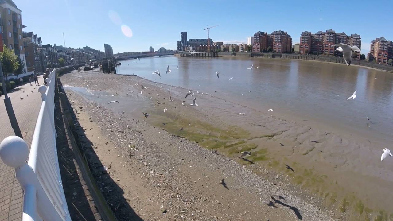Seagull swarm - YouTube