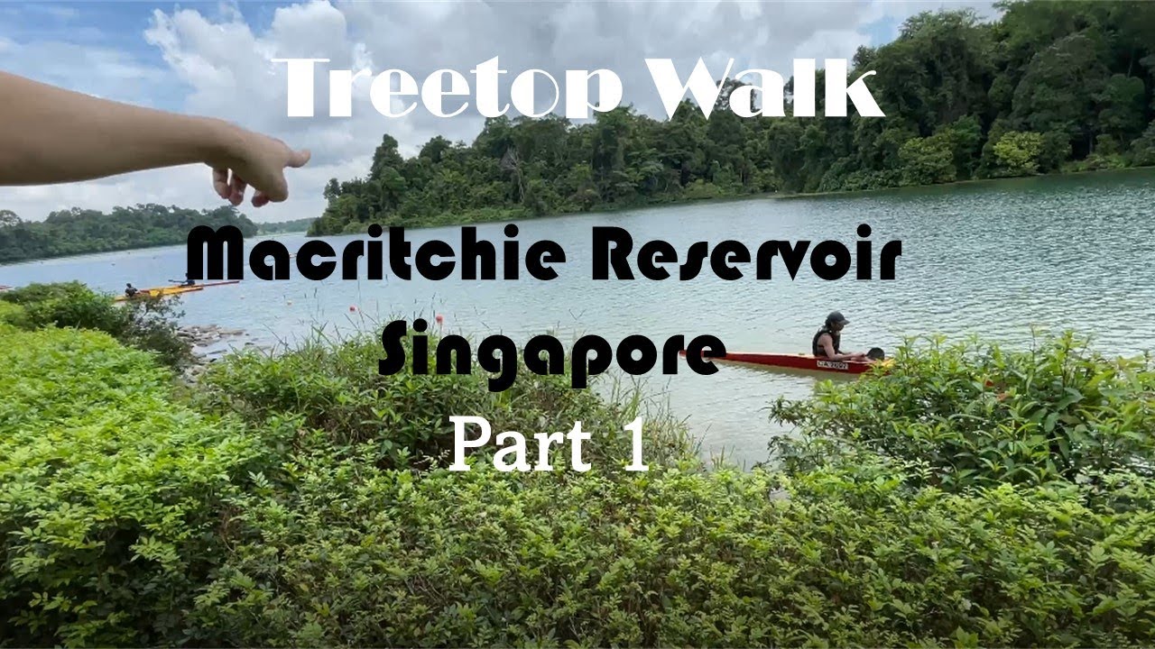 Life - Singapore City - Treetop Walk Hiking Trail | Macritchie ...
