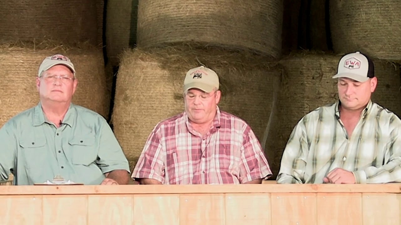 Edgewood Angus Fall 2020 presale comments video - YouTube