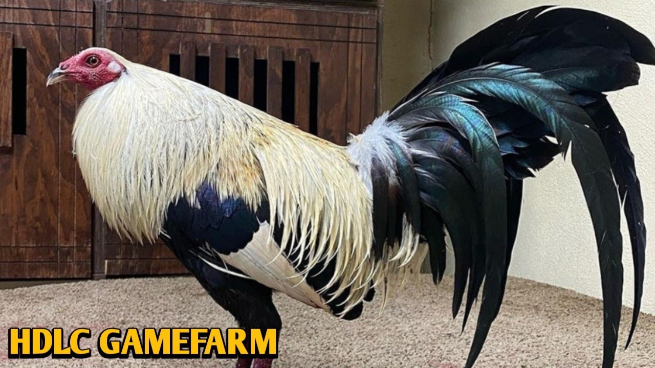 Grey Radio Pullets - HDLC FARM - YouTube