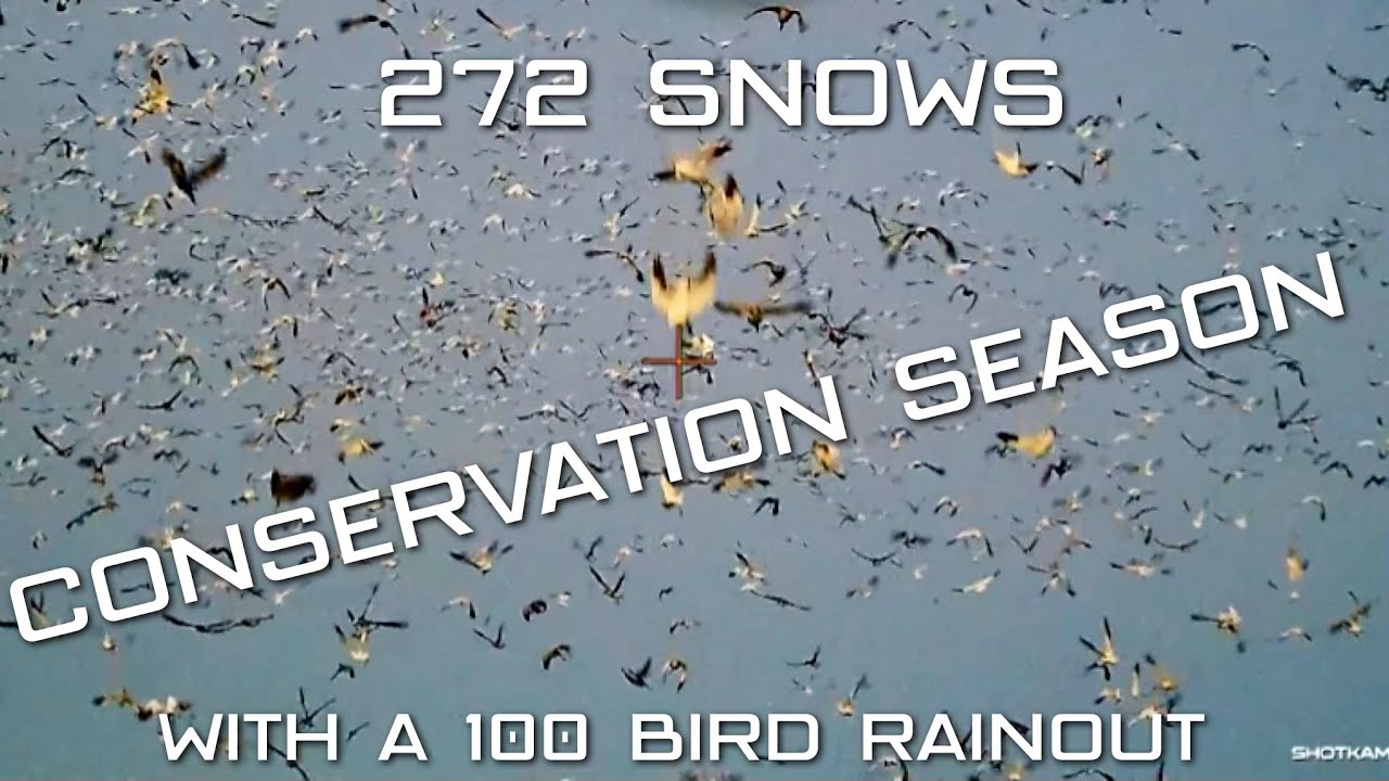 SNOW GOOSE CONSERVATION SEASON EPIC HUNTS 2023 - YouTube