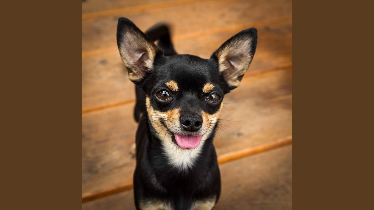 Bari Sax Jazz Soundtrack for Relaxing Dog Life - YouTube