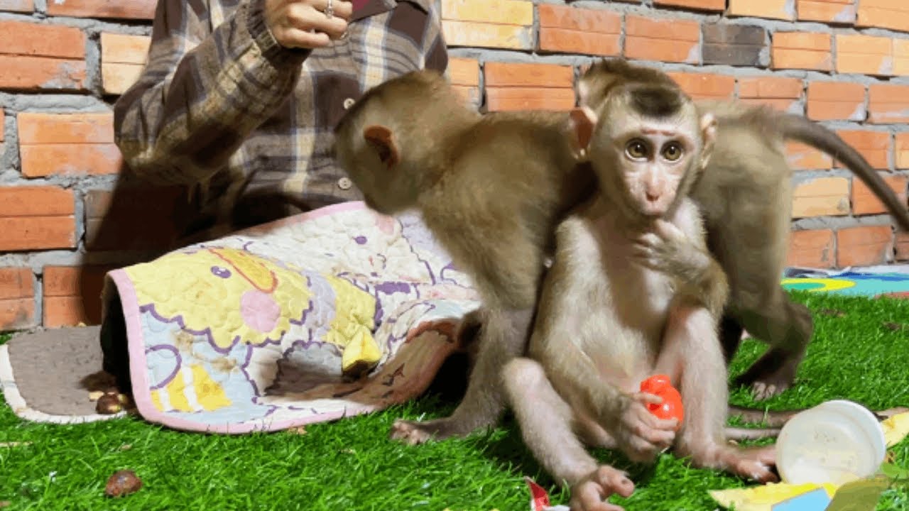 Jumper Monkey. - YouTube