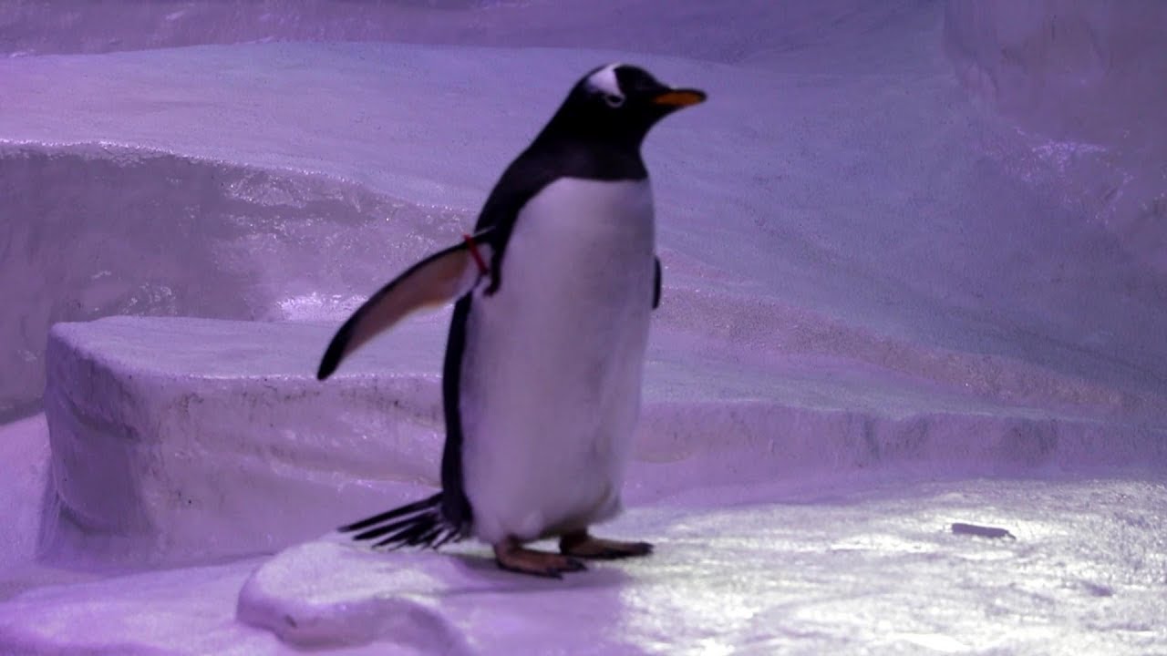 The Deep Hull - Aquarium - A Day Out at The Deep - Penguins - 2018 ...