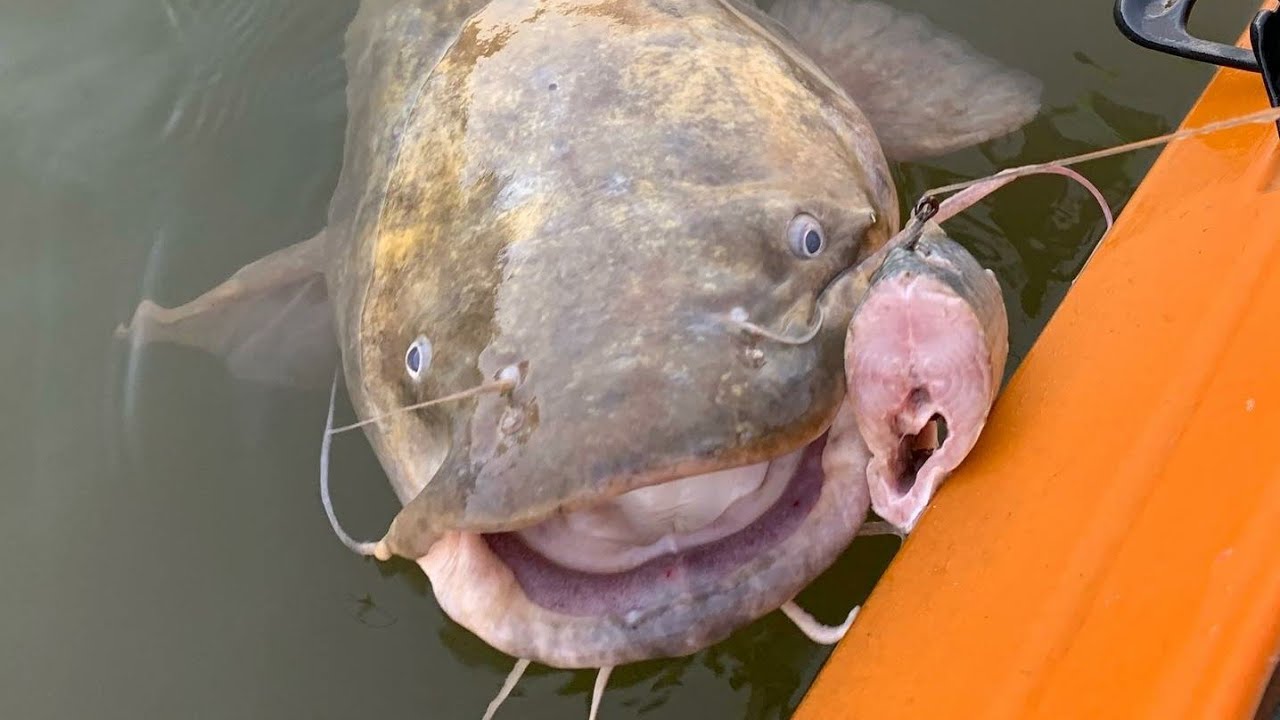 catching mugudu (cat fish) with friends - YouTube