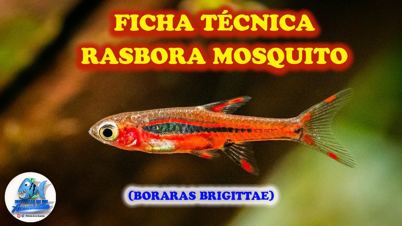 FICHA TÉCNICA RASBORA MOSQUITO (BORARAS BRIGITTAE) - YouTube