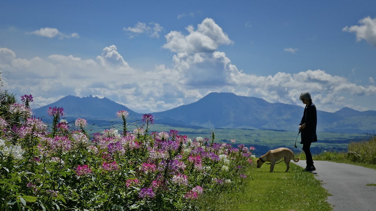 Road trip with my dog / Aso-Kuju national park - YouTube