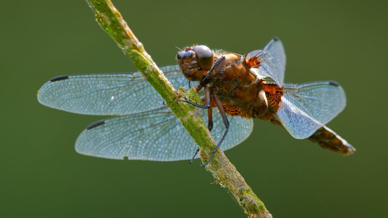 Broad-bodied chaser ~ Libellula depressa - YouTube