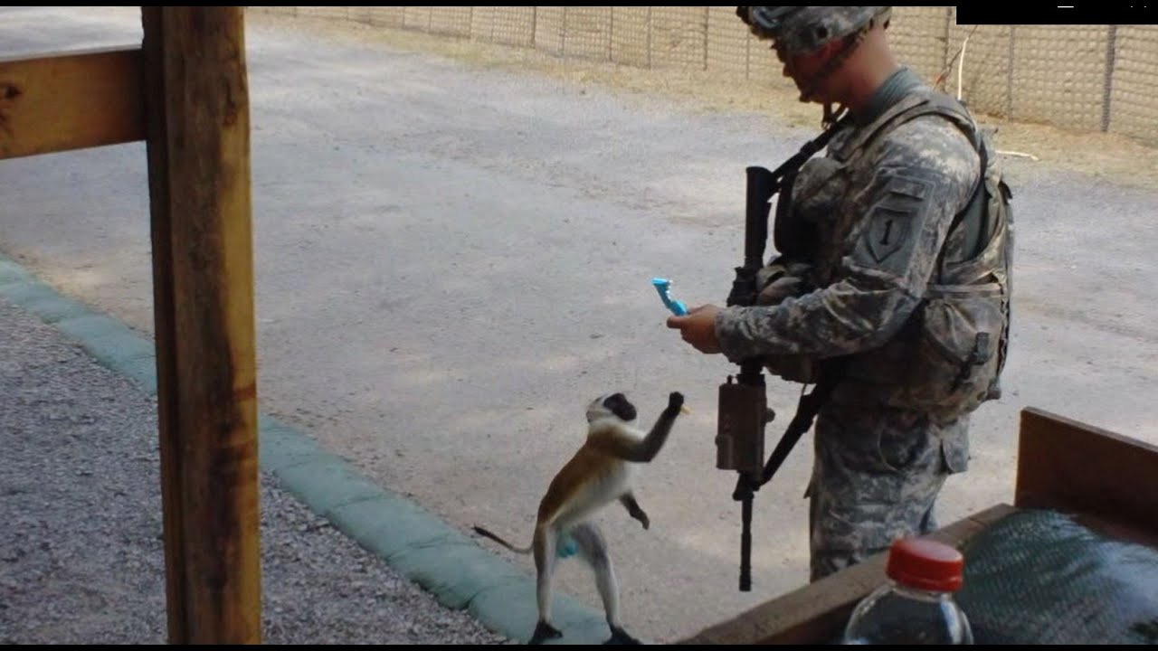 Monkey movie I made for my girls during deployment in Kenya. TF Ranger ...