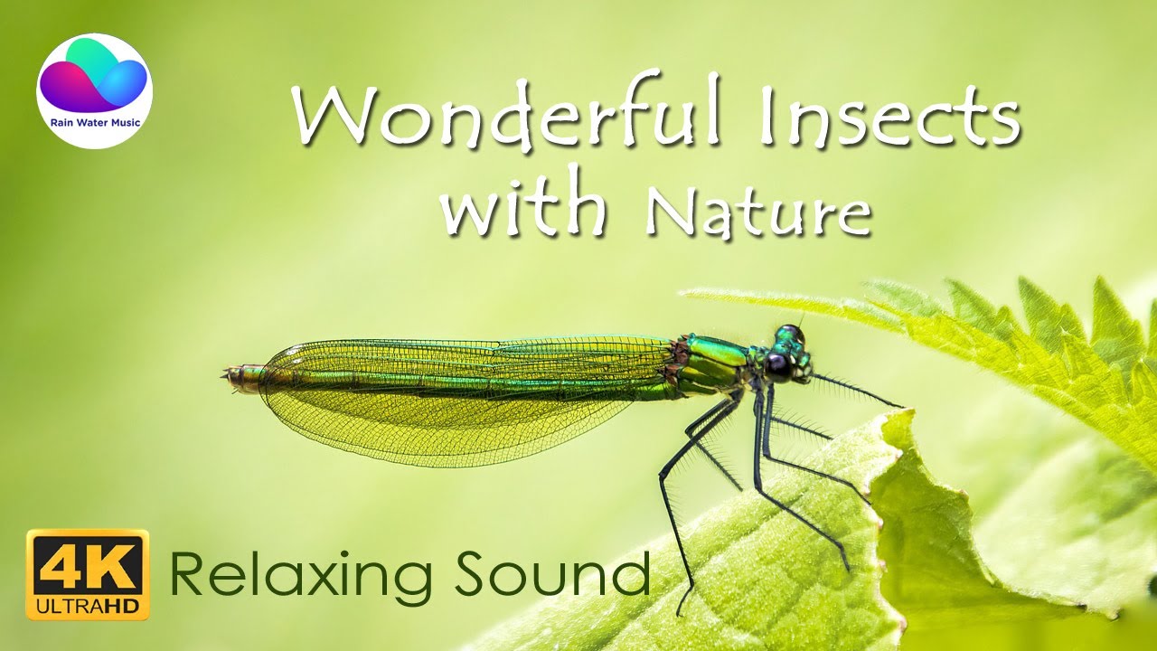 Insect 4K || Nature and Insect || Rain Water Music - YouTube