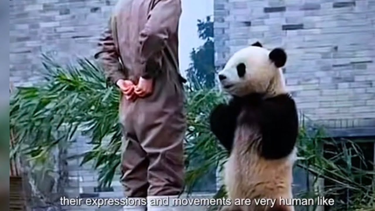 Pandas raised by humans against those in the wild - YouTube
