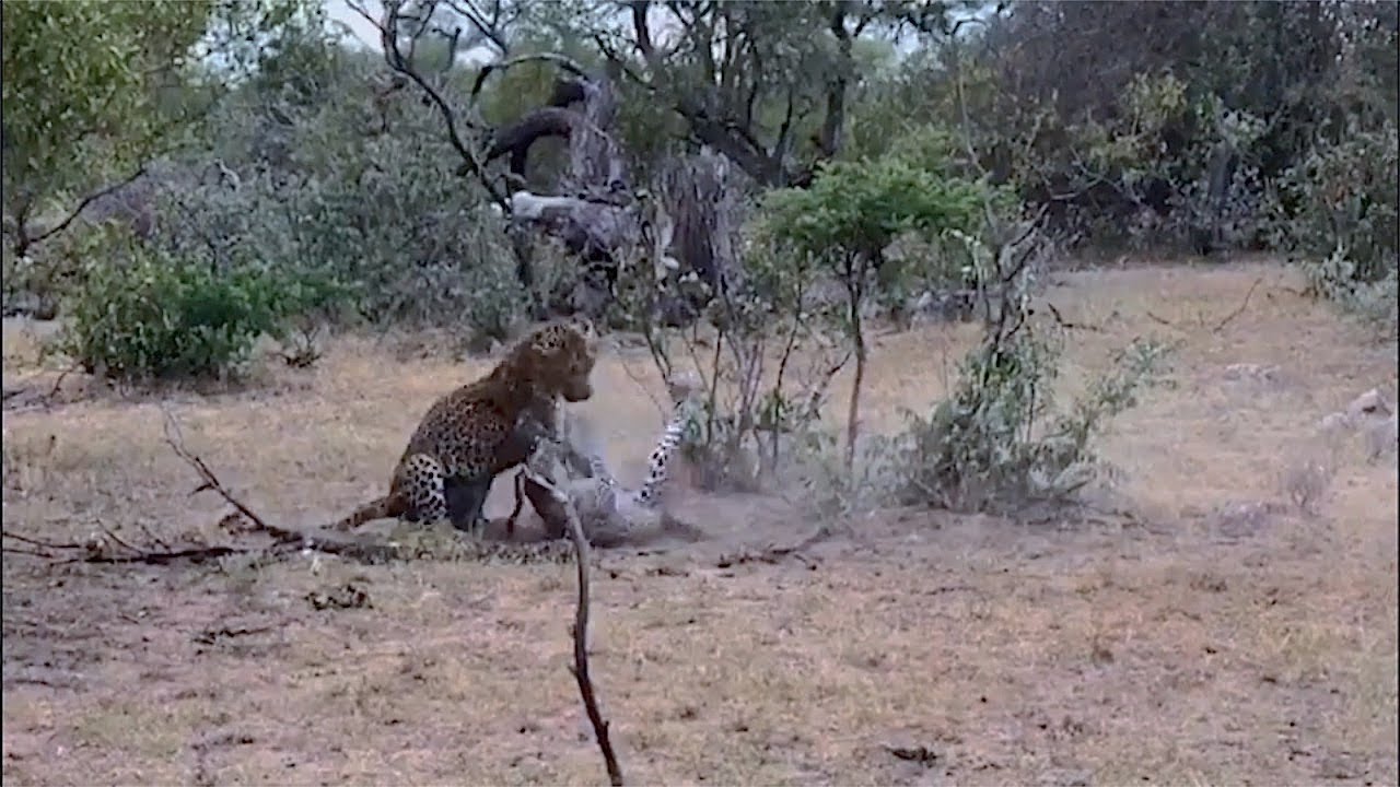 A big male leopard kills a young leopard - YouTube