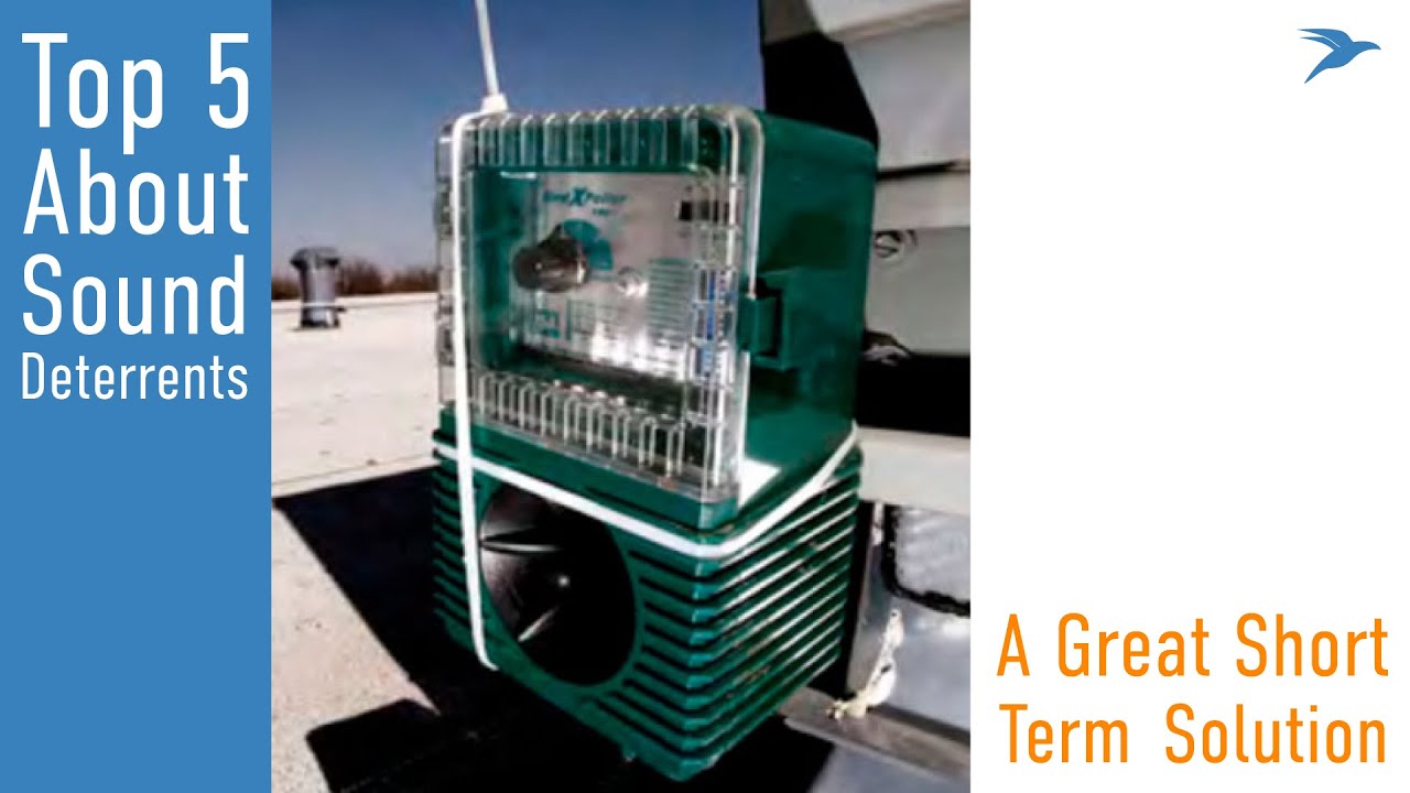 5 Things to Know About Sound Deterrents - YouTube
