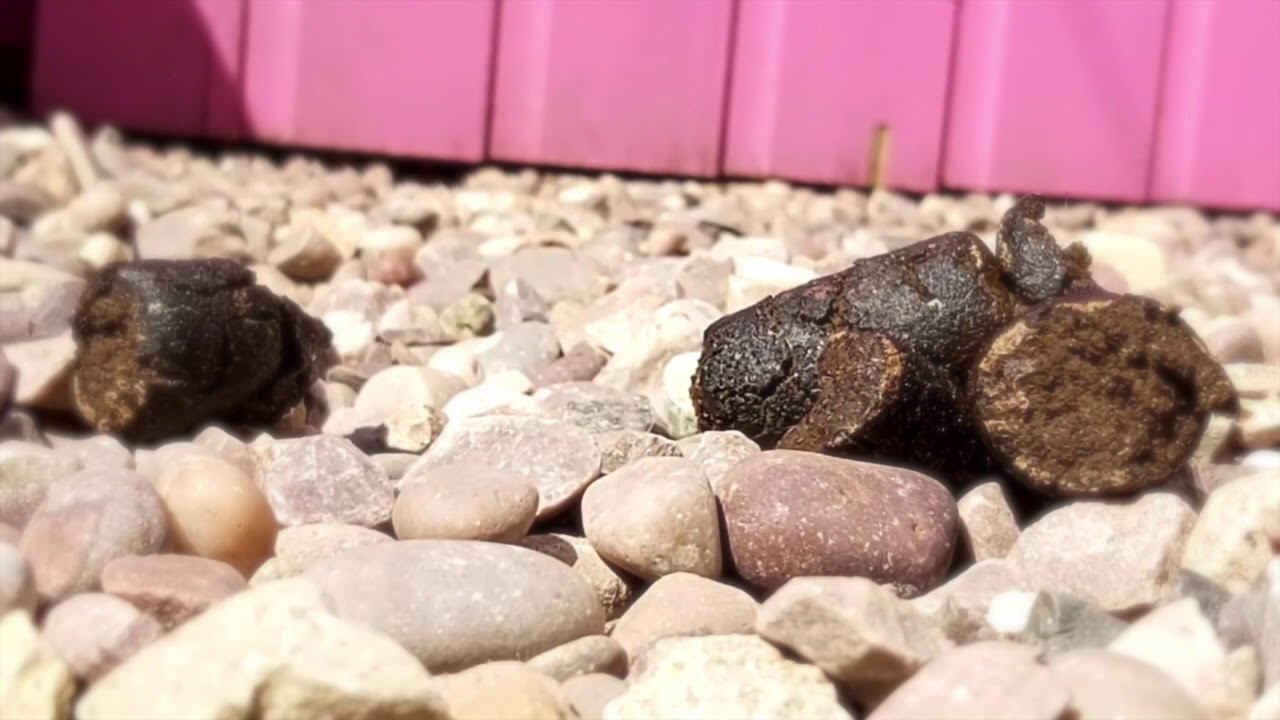 Flies on Shit - YouTube