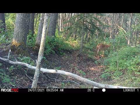 Cougar Jump