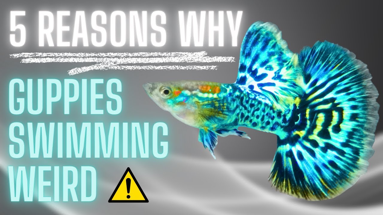 Guppy Fish Care - 5 Reasons Why Guppies Swimming Weird And How To React ...