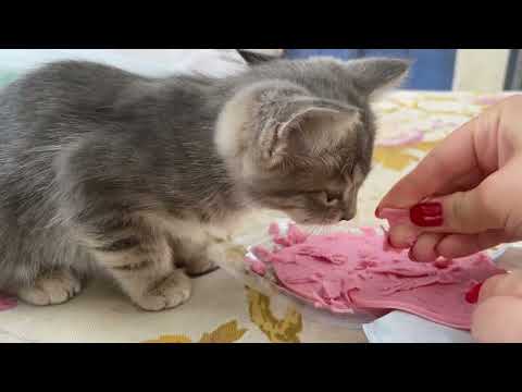 Anne diyen kedi #anne #konuşankediler #kedi  #yavrukedi #kedicik #sokakkedisi #cat #catlover